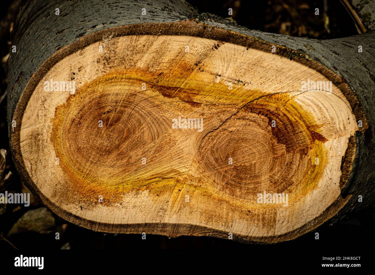 A cross section of a cut log Stock Photo - Alamy