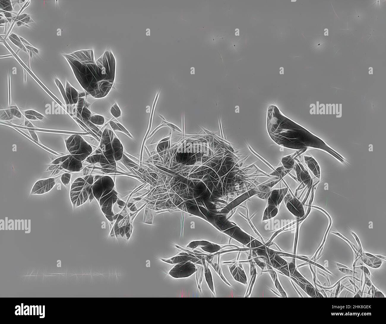 Parson bird hi-res stock photography and images - Alamy