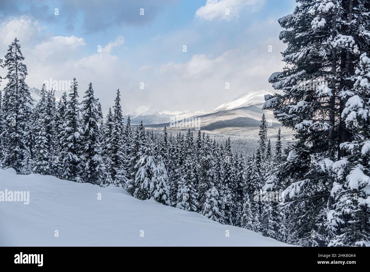 Forest near Lake Louise in Banff Park in winter time, Alberta, Canada ...