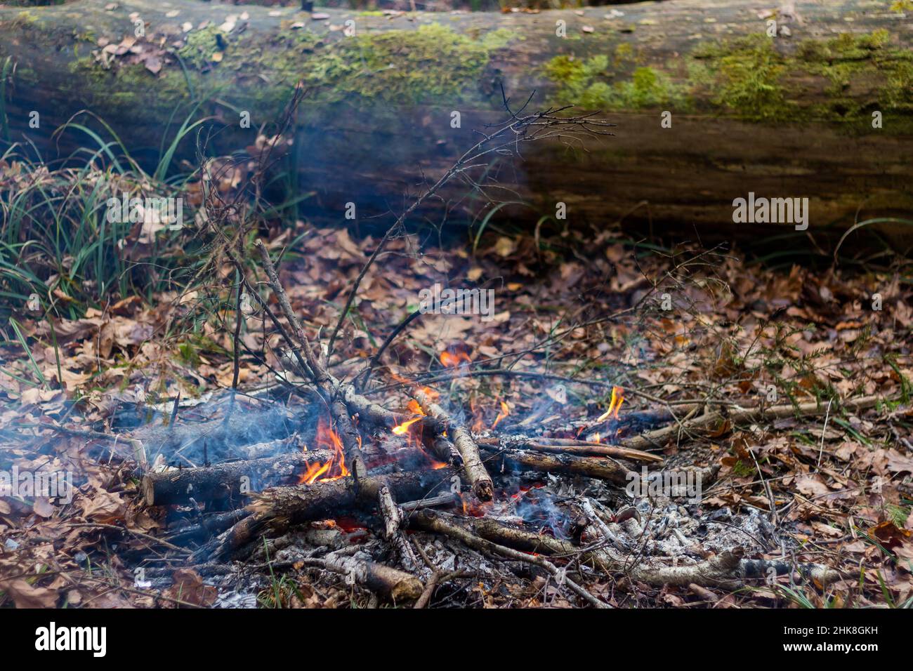 Small smoking bonfire in the autumn forest Stock Photo - Alamy