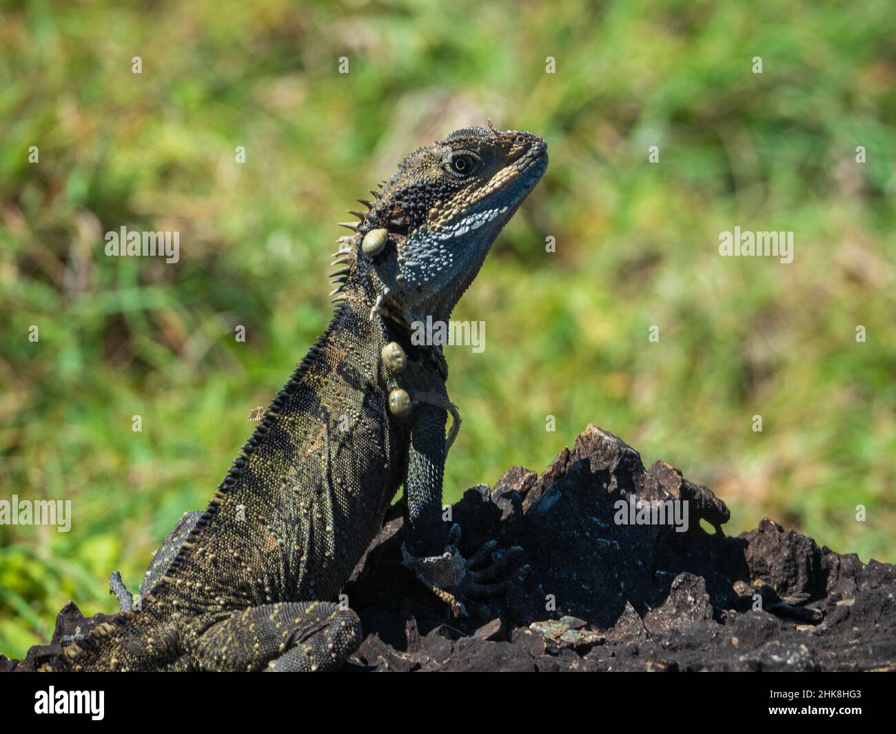Ticks animal australia hi-res stock photography and images - Alamy