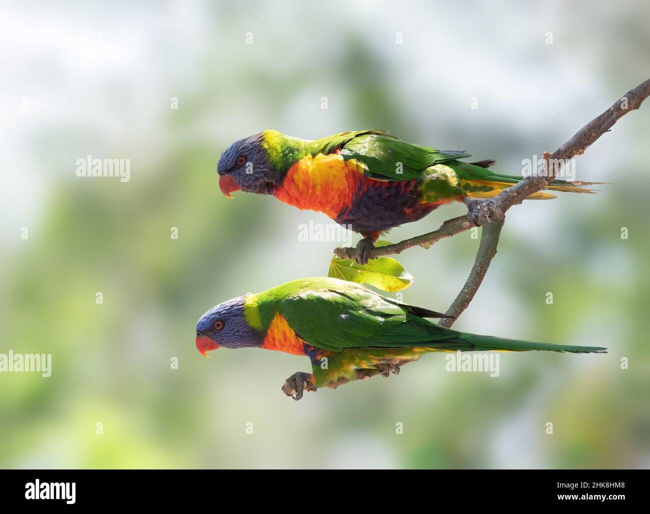 Rainbow Parakeet is a species of parrot found in Australia Stock Photo ...