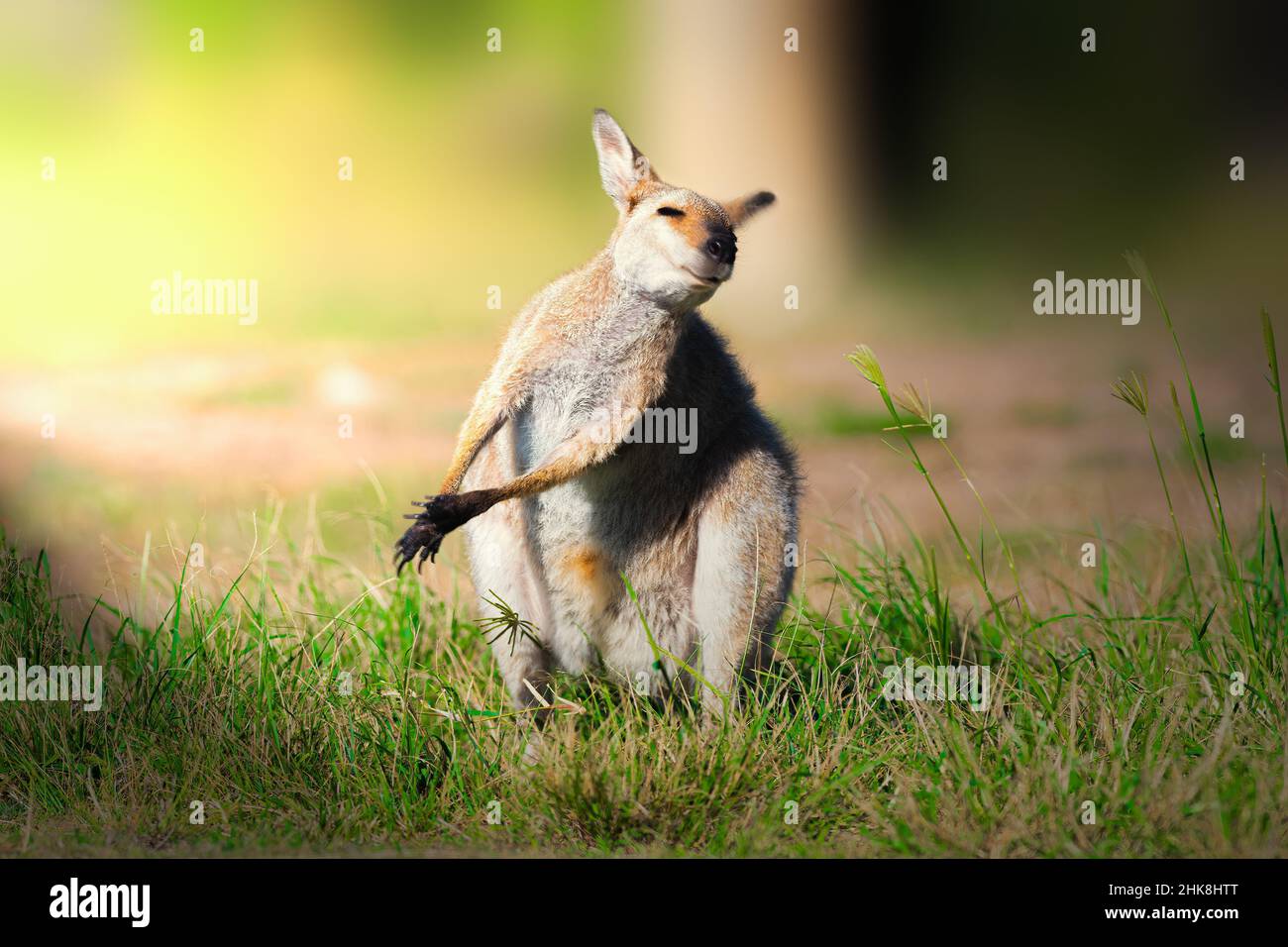 Wallaby a small or middle-sized macropod native to Australia and New ...