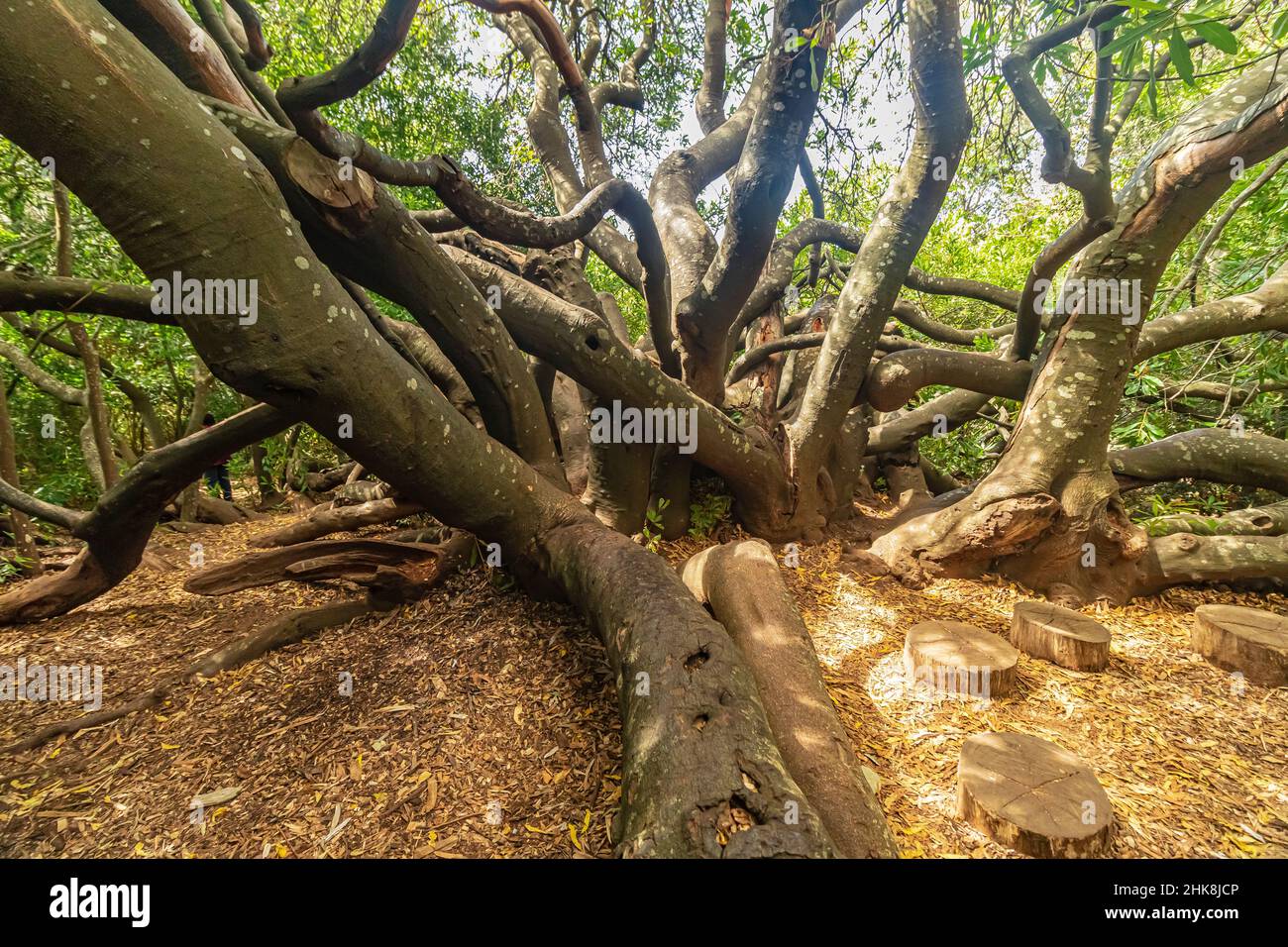 An old almond tree which is the remain of Van Riebeeck's Hedge in ...