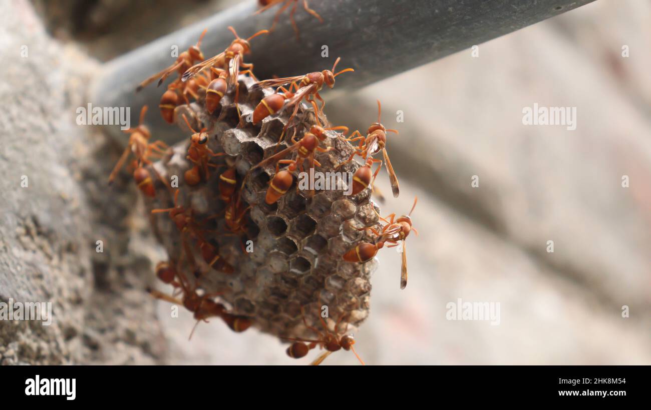 Wasps standing there in the wasp's nest. The yellow-lined paper wasp ...