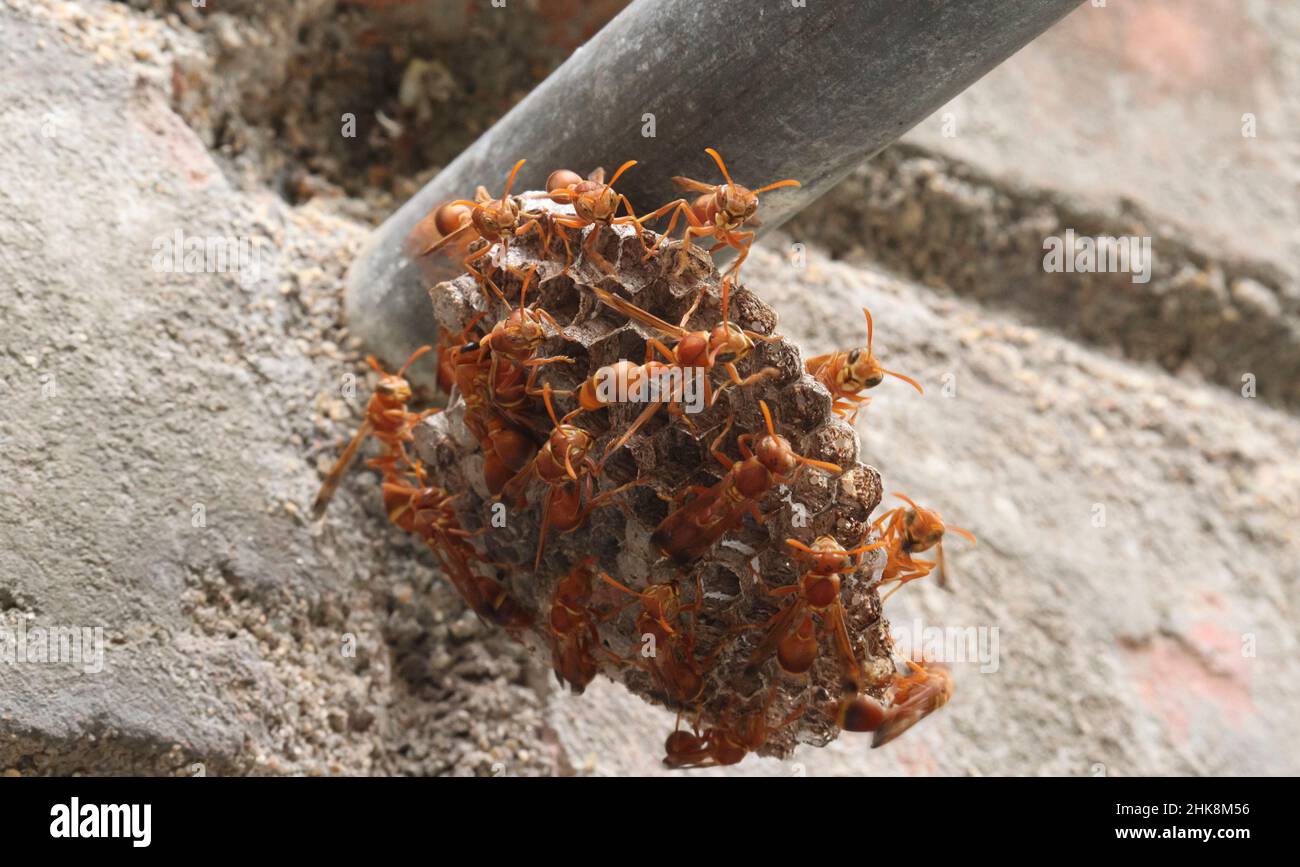 Wasps standing there in the wasp's nest. The yellow-lined paper wasp ...