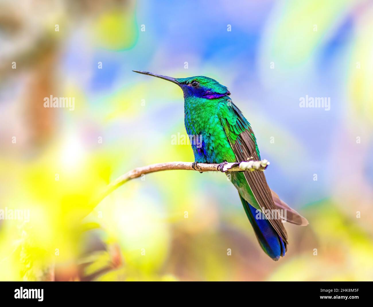 Sparkling Violetear is a species of hummingbird widespread in highlands ...