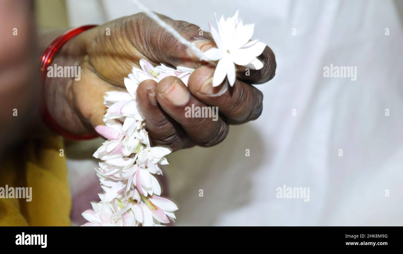 Taken during hand flowering when building flowers. In the dim ...