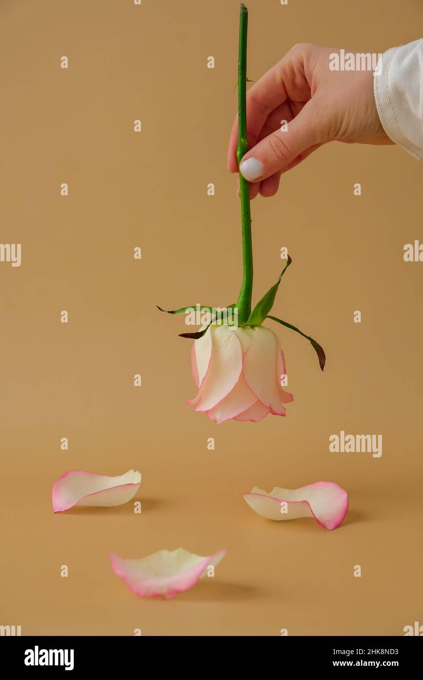 Female hand holding Delicate pink rose on beige background. Minimal ...