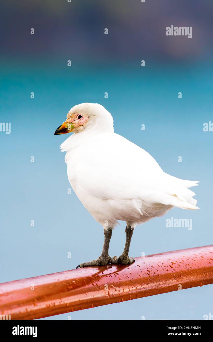 Snowy sheathbill also known as the greater sheathbill, pale-faced ...