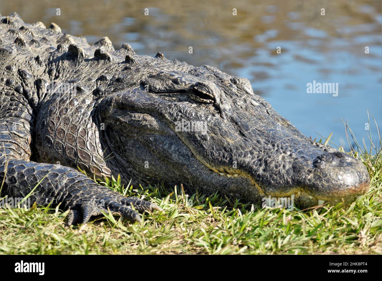 Happy Smiling Gator at La Chua Trail in Gainesville, Florida, USA Stock ...