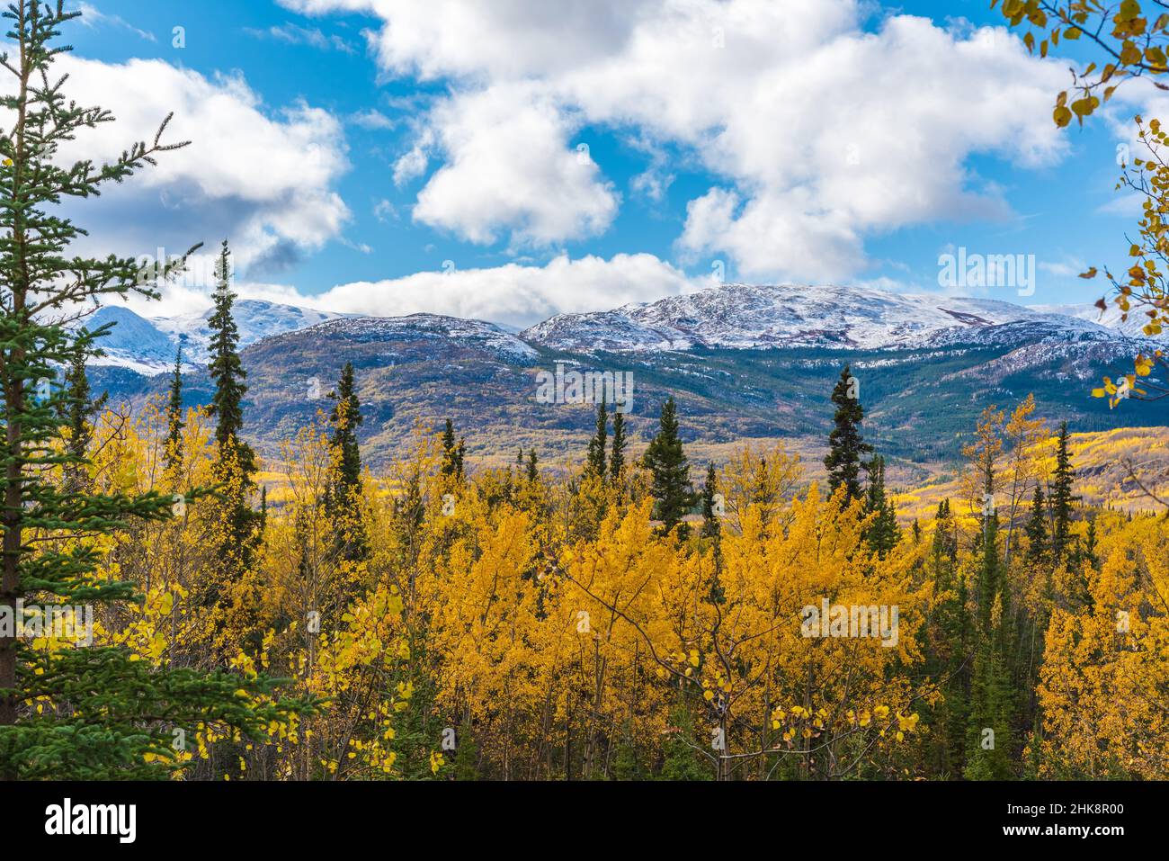 Alaska summer birch forest hi-res stock photography and images - Alamy