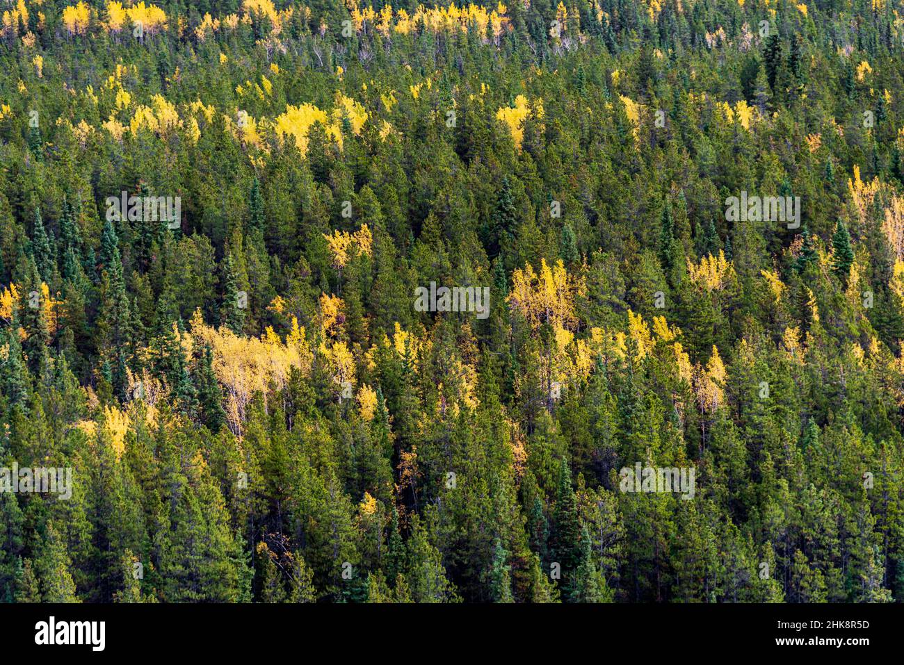 The incredible boreal forest of Canada in September with spruce, pine ...