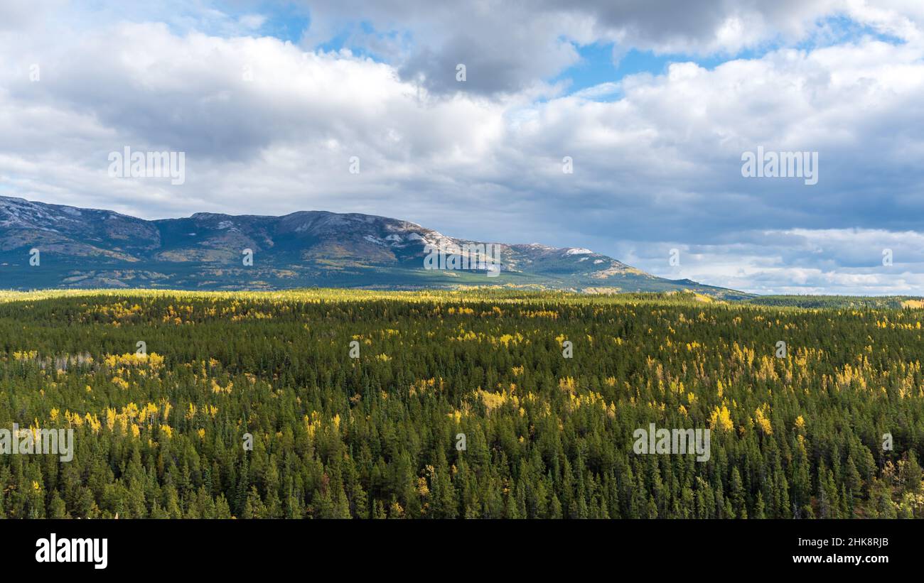 The incredible boreal forest of Canada in September with spruce, pine ...