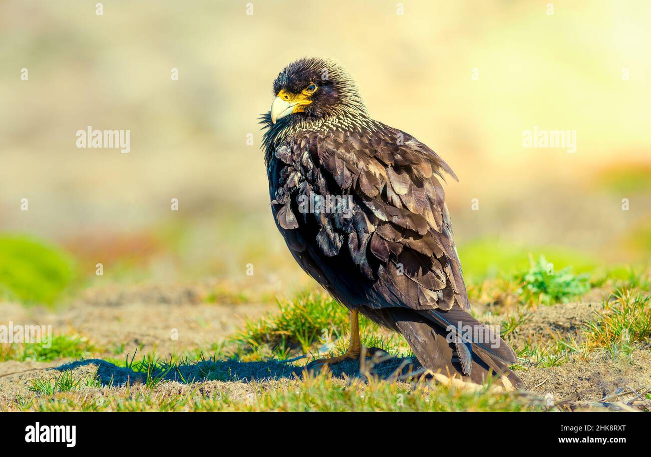 Striated Caracara In the Falkland Islands, it is known as the Johnny ...