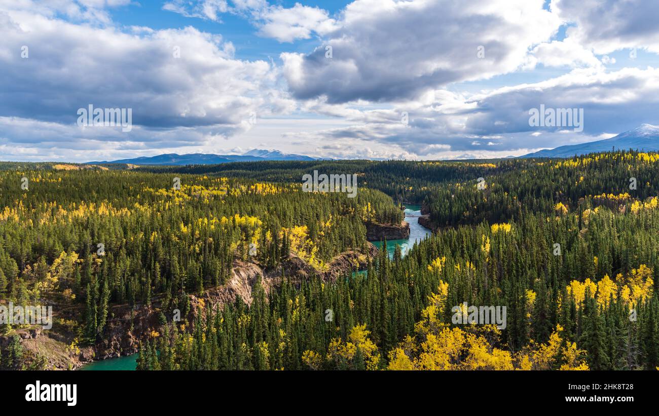 Yukon River running through the boreal forest landscape outside of ...