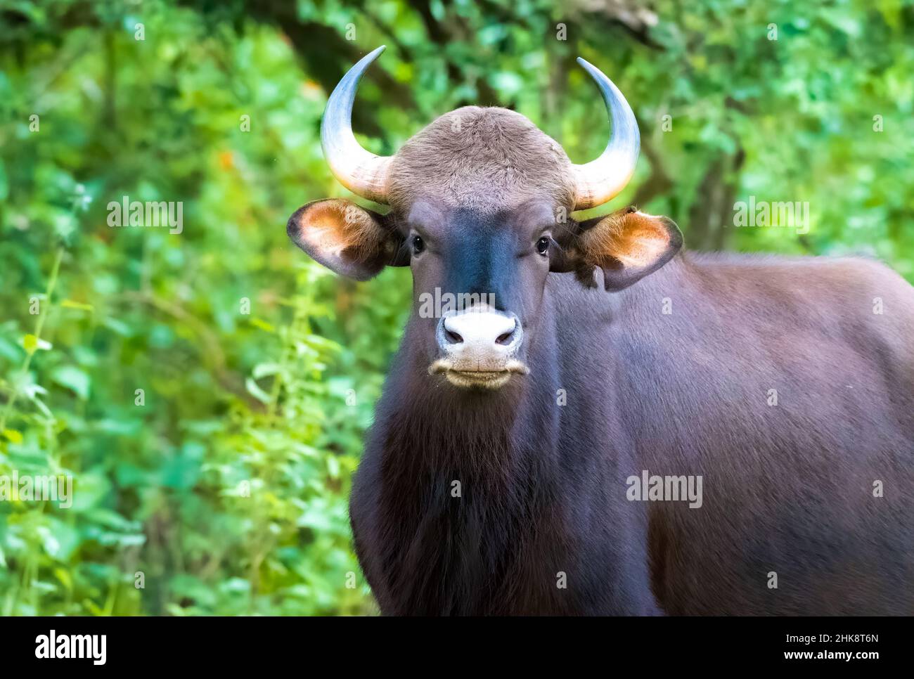 Indian Gaur is a bovine native to South and Southeast Asia, and has ...