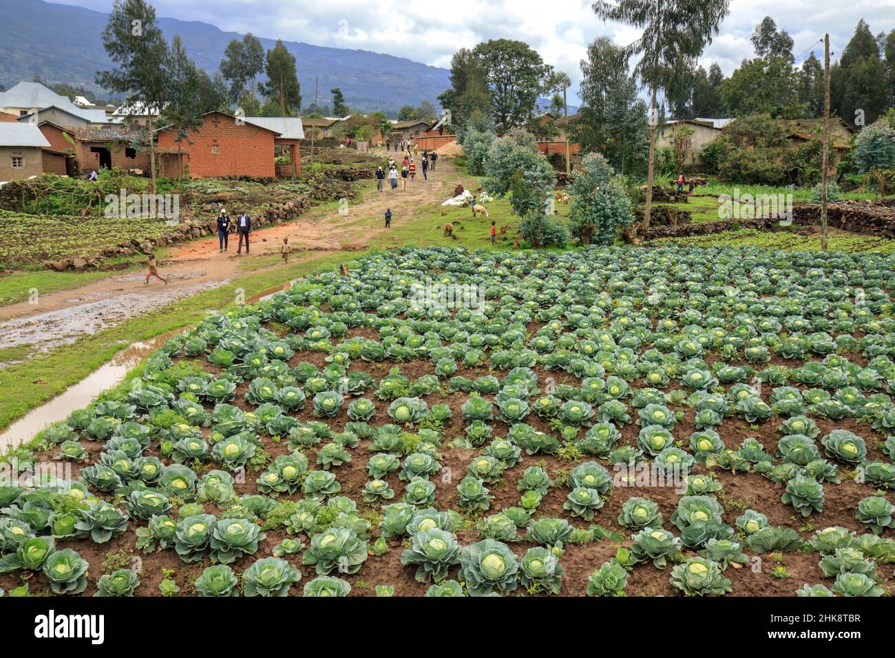 Rwanda boy forest hi-res stock photography and images - Alamy