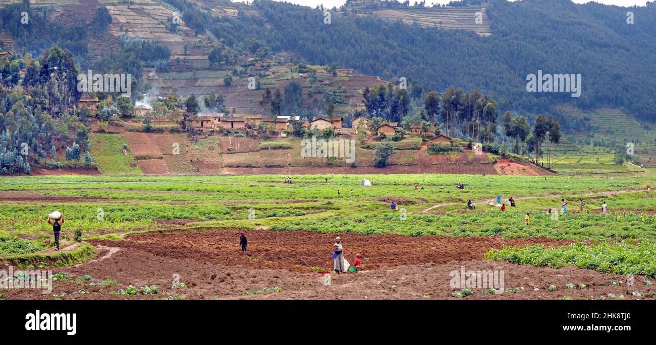 Rwandan field crop agriculture hi-res stock photography and images - Alamy