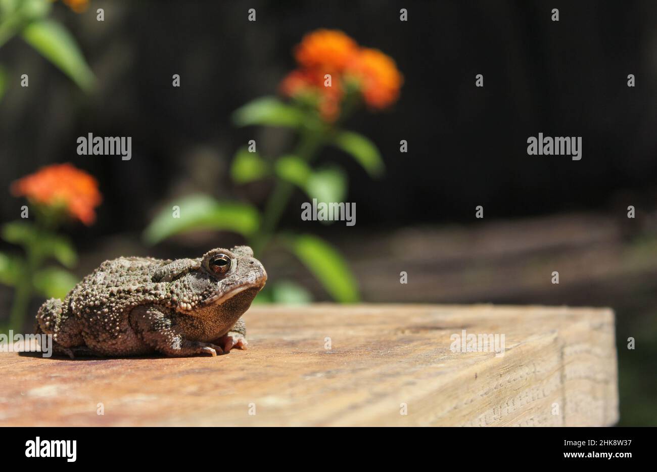 Texas Toad Anaxyrus speciosus in Flower Garden With Blurred Flowers in ...