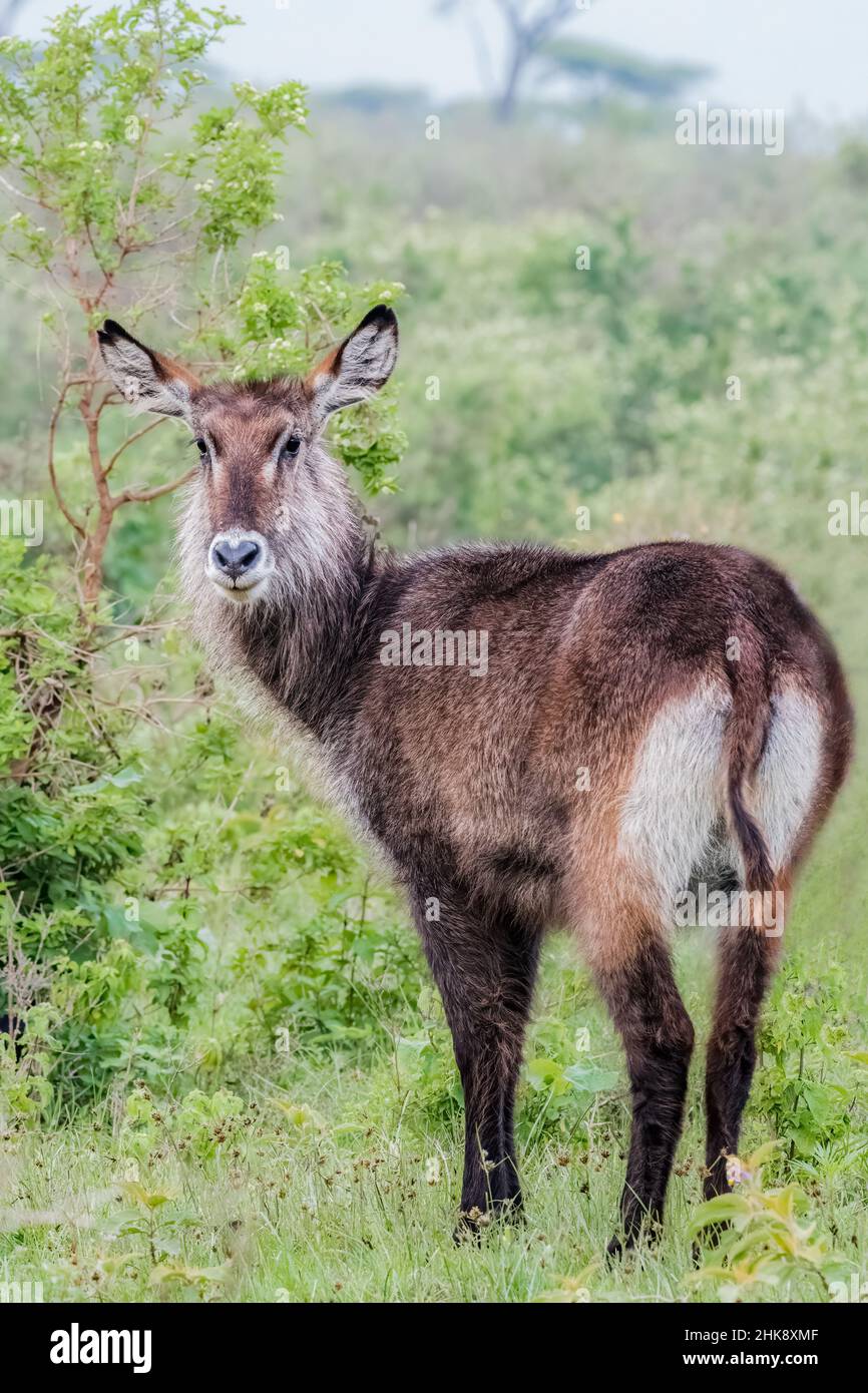 White waterbuck antelope standing hi-res stock photography and images ...