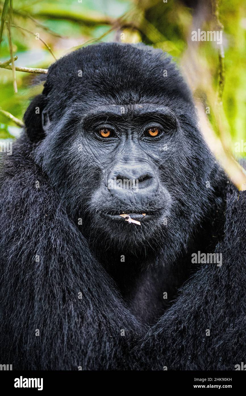 Mountain Gorilla relaxing in the forests of Uganda, Africa Stock Photo ...