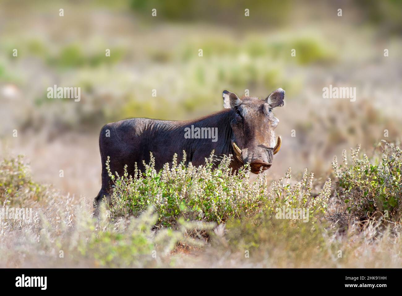 Warthog sturdy hogs are not among the world's most aesthetically ...