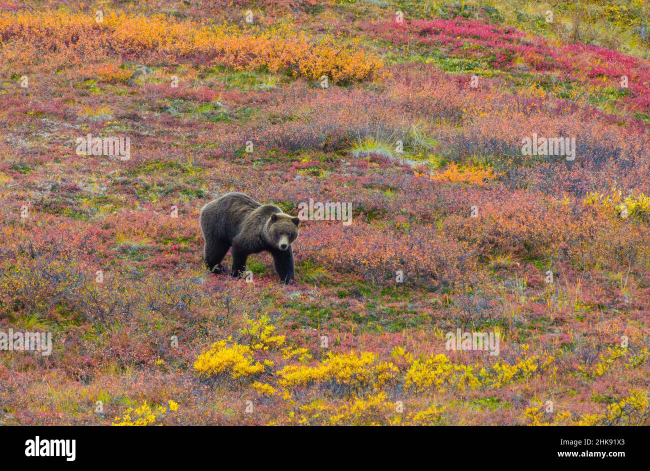 Grizzly Bear foraging during fall in Alaska Stock Photo - Alamy