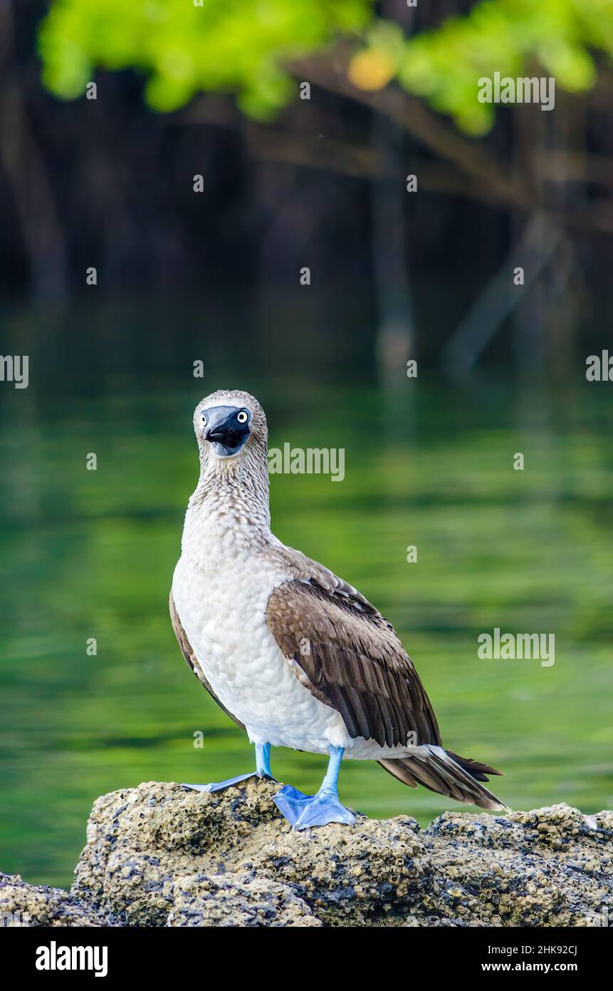 Blue footed booby Stock Photo - Alamy
