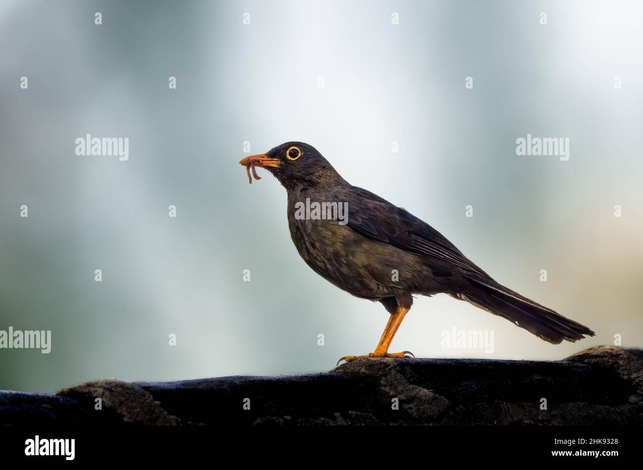 Thrush orange tree hi-res stock photography and images - Alamy