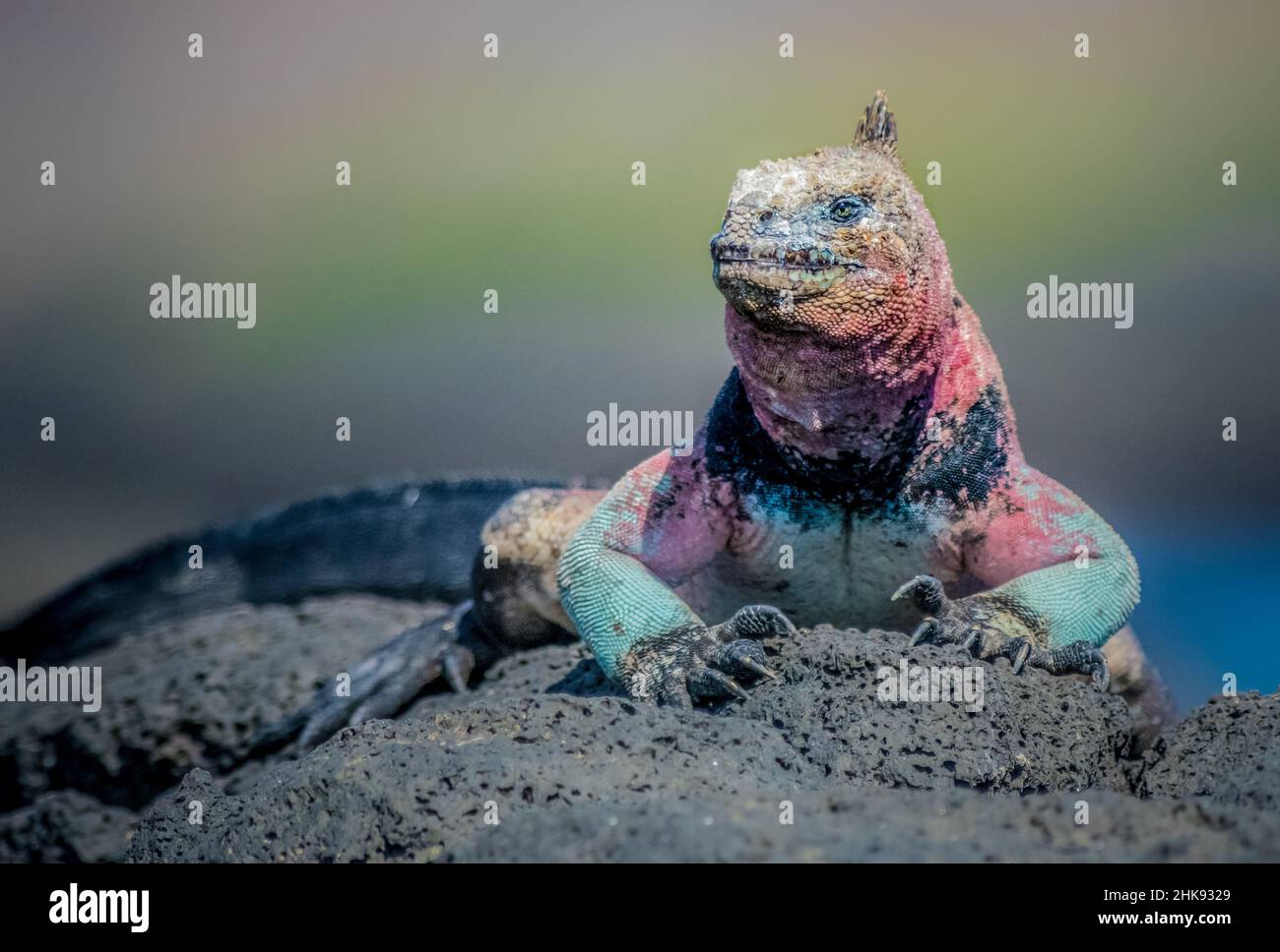 Marine Iguana dive to the ocean floor to eat algae Stock Photo - Alamy