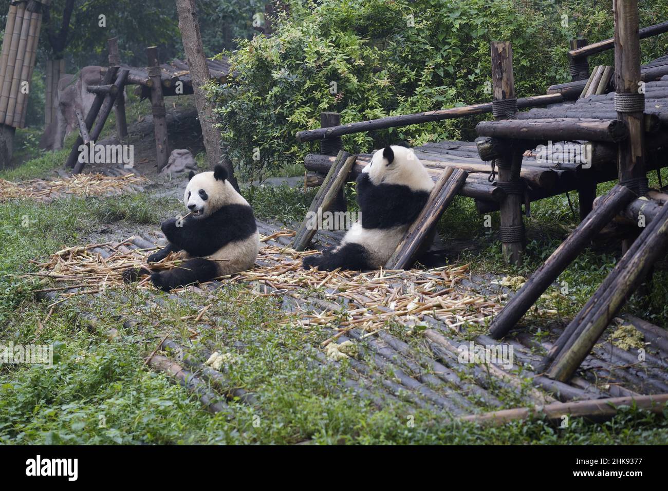 Cute panda in Chengdu Panda Base Stock Photo - Alamy