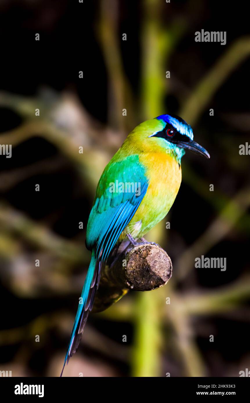 Motmot nicaragua hi-res stock photography and images - Alamy