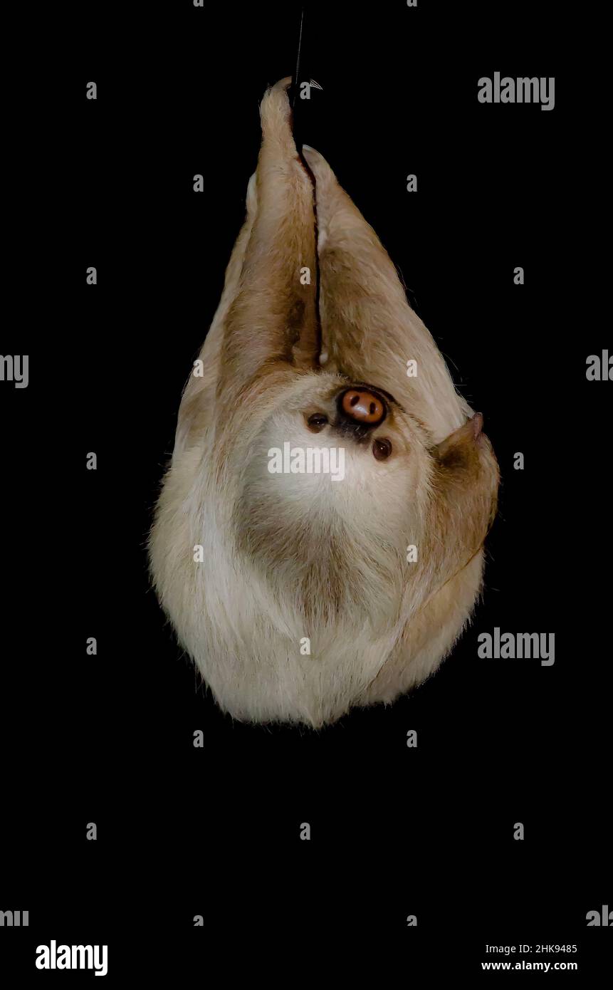 Three toed sloth Stock Photo - Alamy