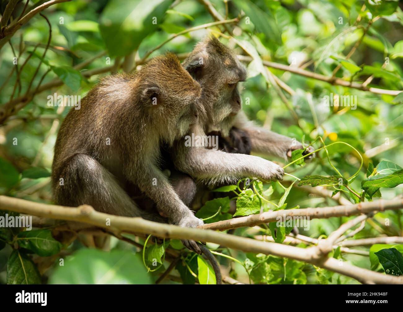 Closeup of monkeys in a tree Stock Photo - Alamy