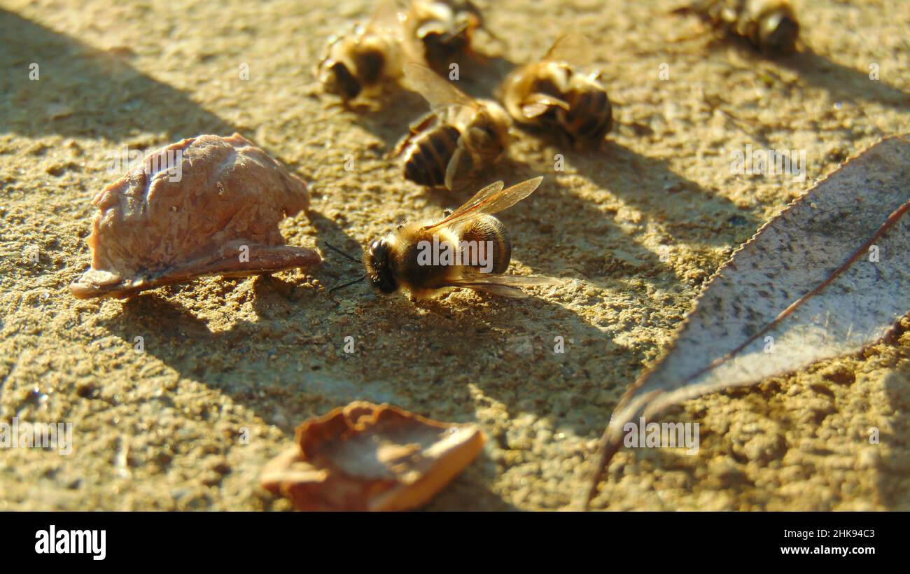 Closeup of multiple dead honey bees on a concrete surface in daylight ...