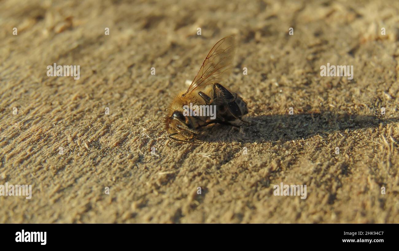 Closeup of a dead honey bee on a concrete surface in daylight Stock ...