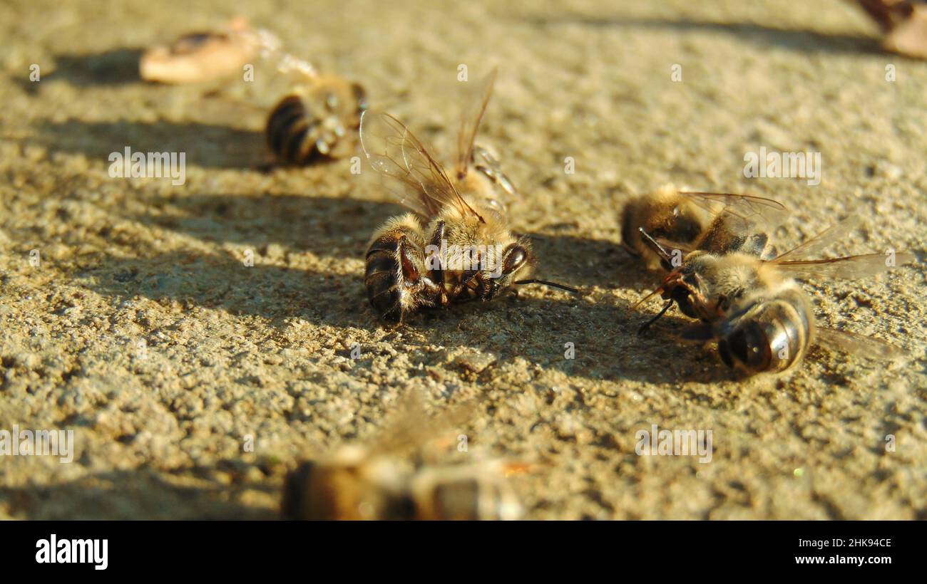 Closeup of multiple dead honey bees on a concrete surface in daylight ...