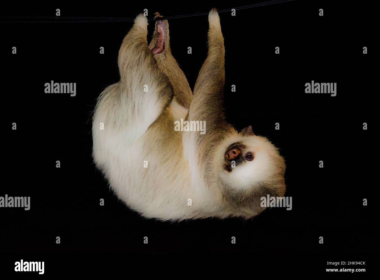 Three toed sloth hanging from a power line Stock Photo - Alamy