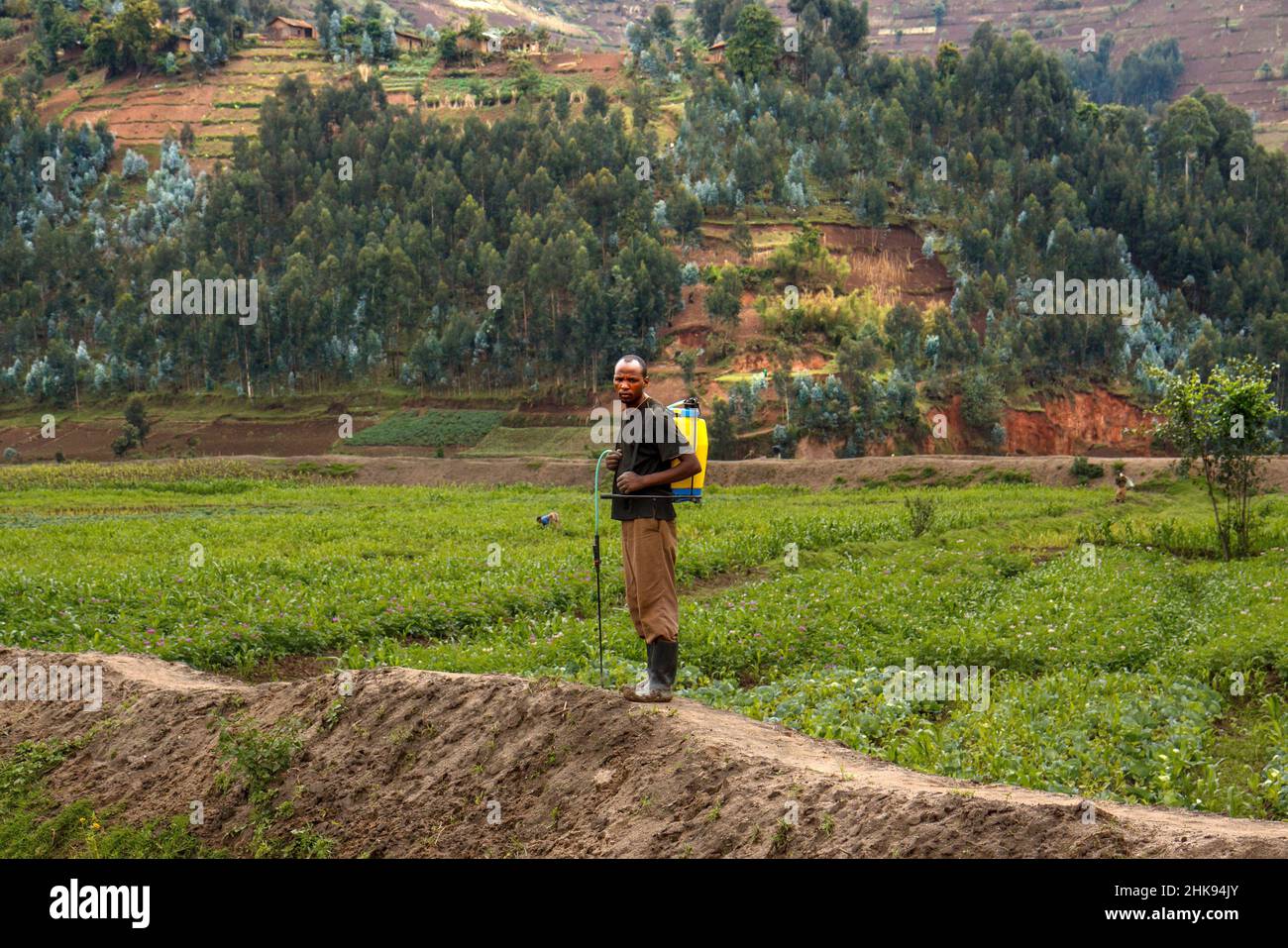 Working in agriculture in Rwanda Stock Photo - Alamy