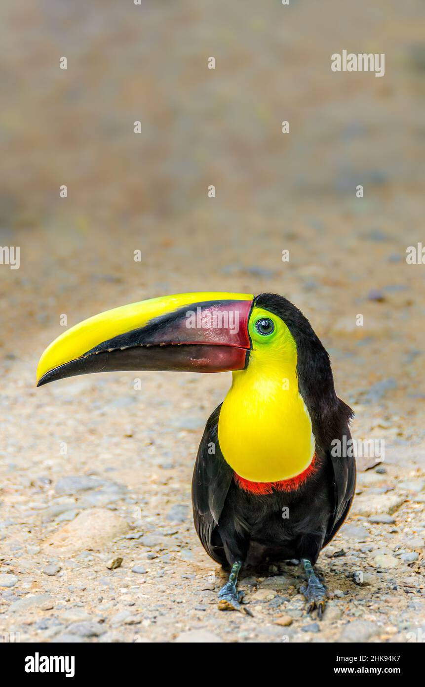 Toucan macro hi-res stock photography and images - Alamy