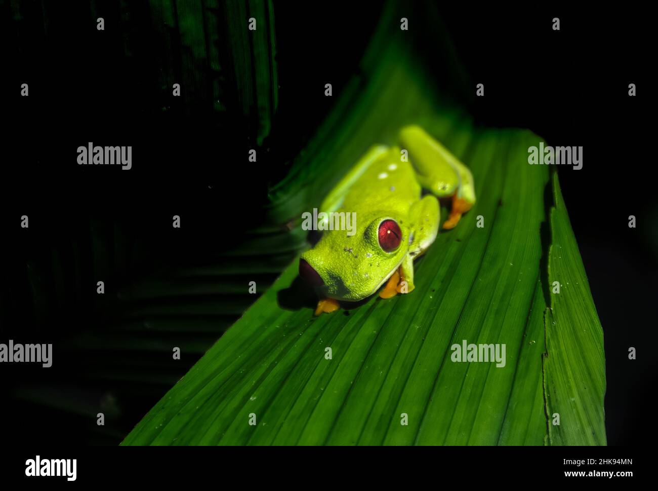 Watching a frog hi-res stock photography and images - Alamy