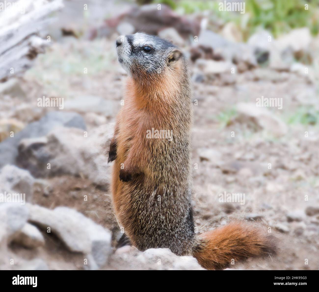 Yellow Bellied Marmot standing up straight in alert mode Stock Photo ...