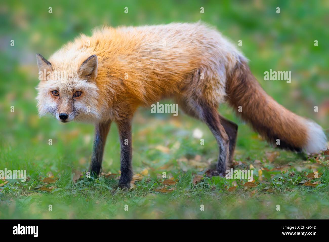 Red fox sitting on snow hi-res stock photography and images - Alamy