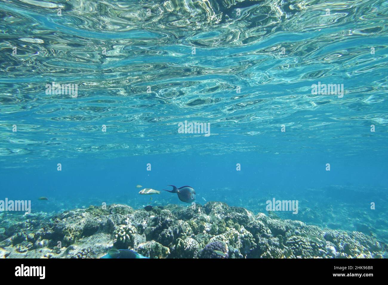 Beautiful underwater background, reef bottom Stock Photo - Alamy
