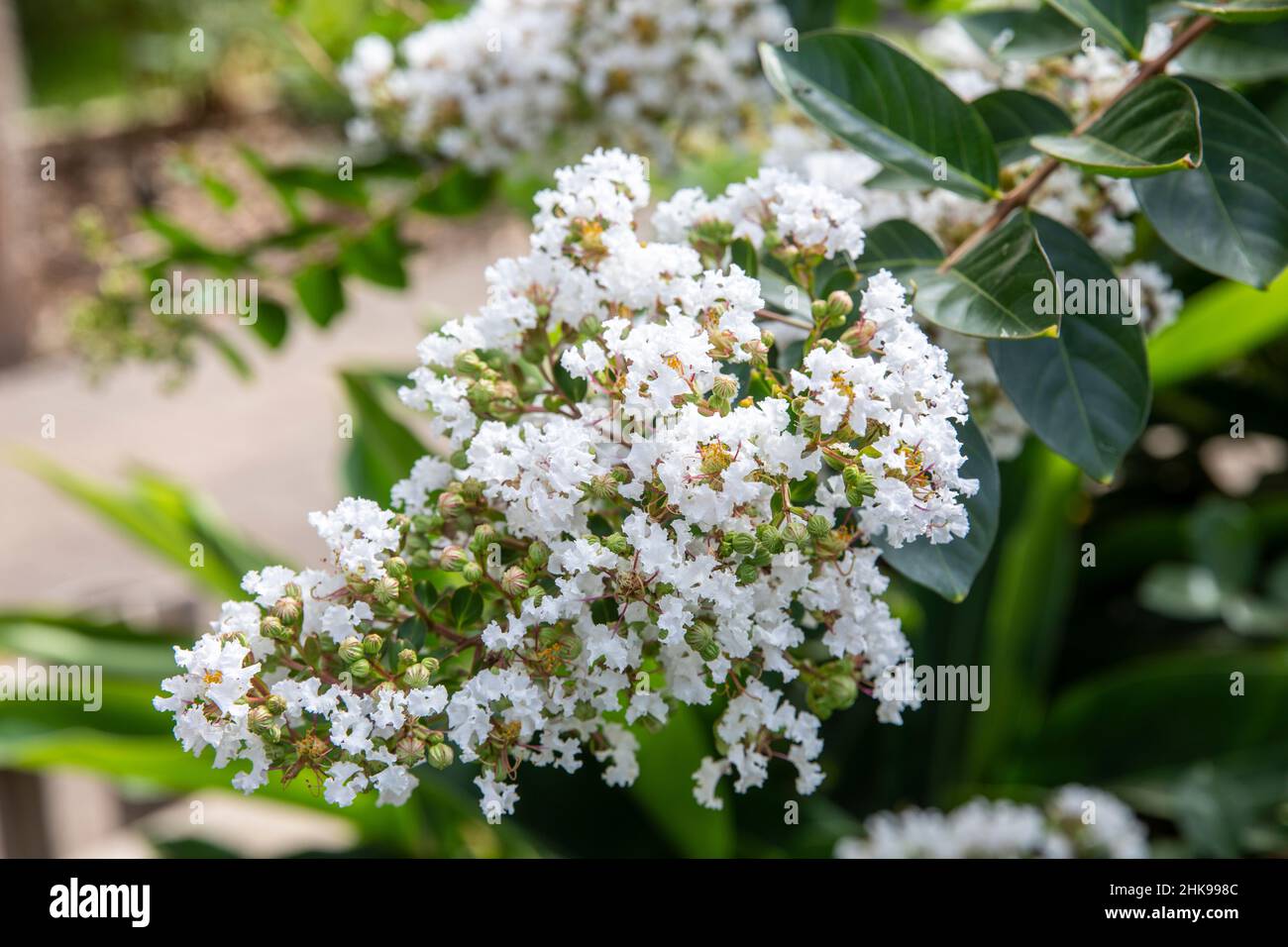 Myrtle tree hi-res stock photography and images - Alamy