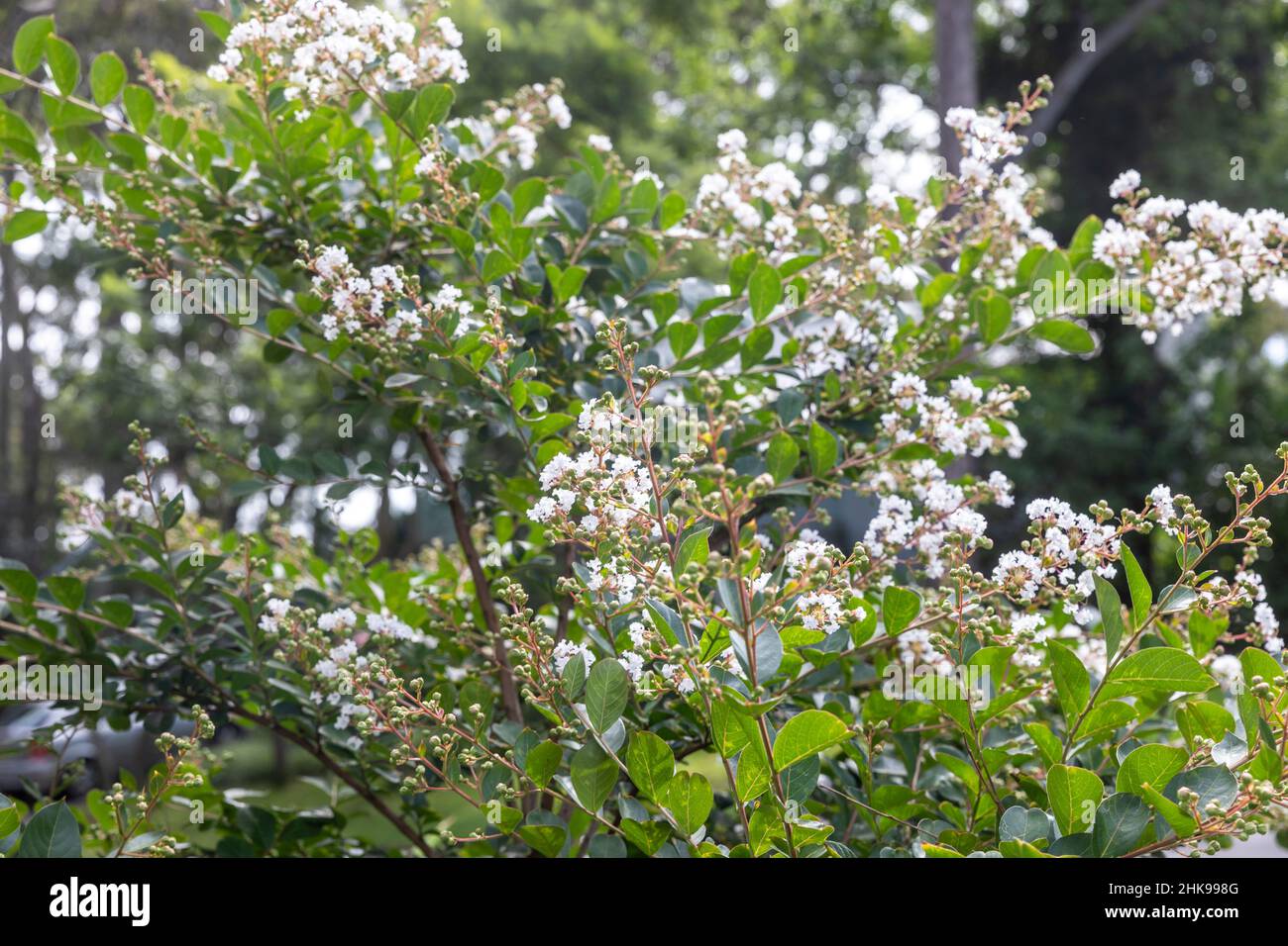 Crepe Myrtle tree shrub, dwarf variety, lagerstroemia acoma, in summer ...
