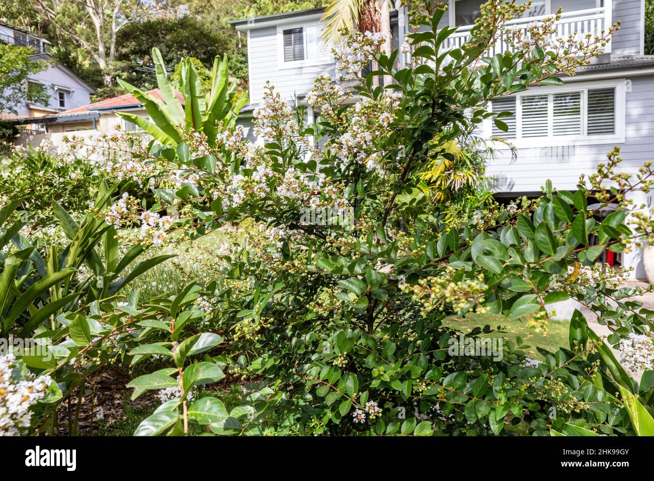Dwarf crepe myrtle hi-res stock photography and images - Alamy