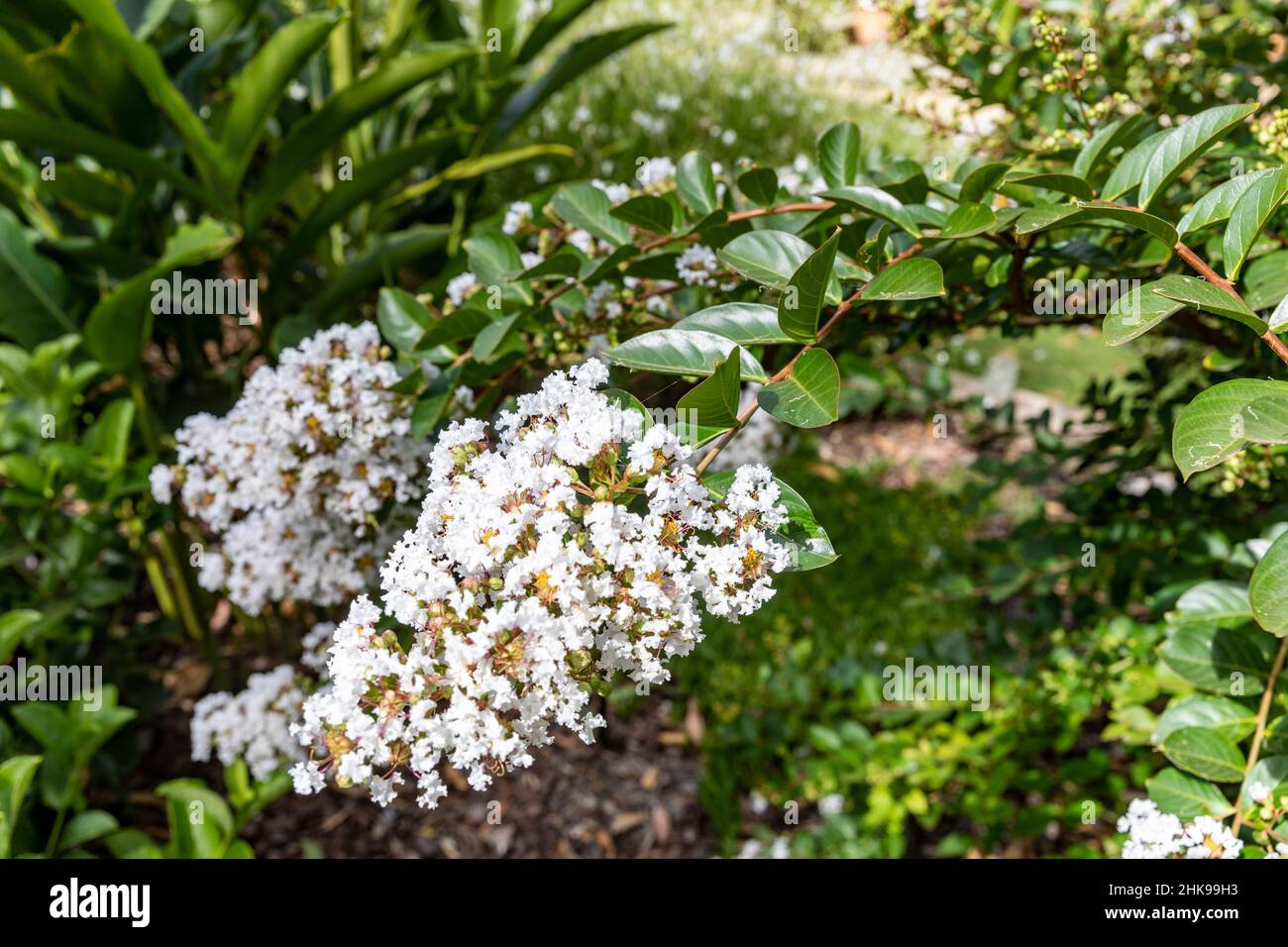 Crepe Myrtle tree shrub, dwarf variety, lagerstroemia acoma, in summer ...