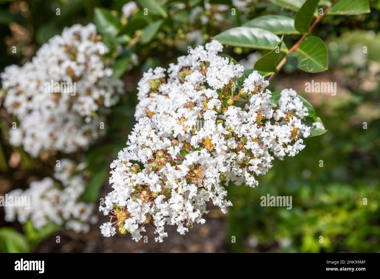 Crepe Myrtle tree shrub, dwarf variety, lagerstroemia acoma, in summer ...